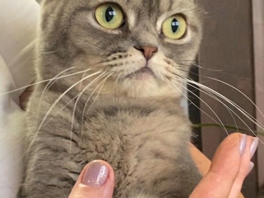 Необычайно красивая девочка ищет дом