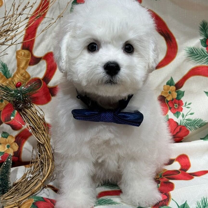 Щенок бишон фризе