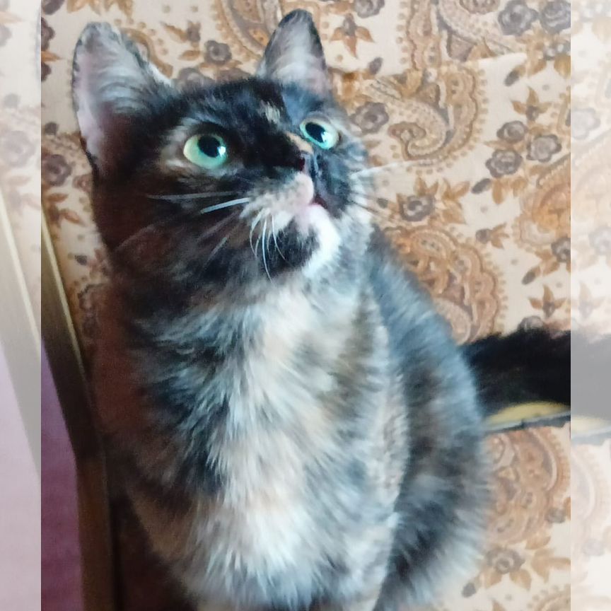 Кошки бесплатно