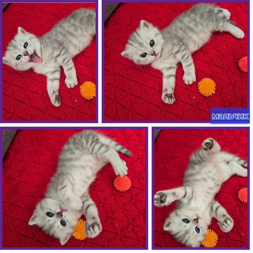 Британский короткошёрстный котёнок