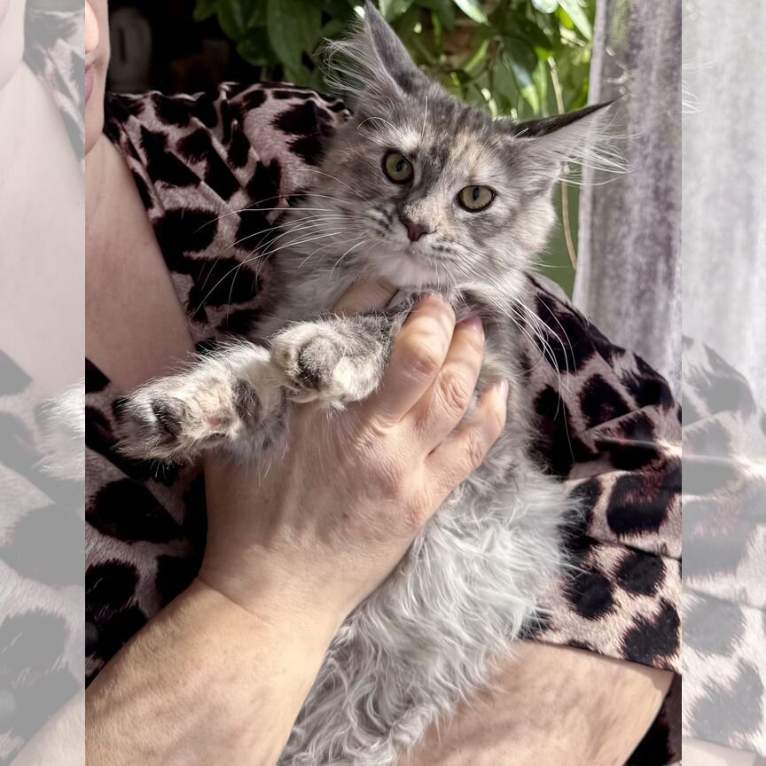 Мейн-кун котёнок