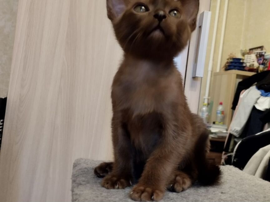 Бурманская