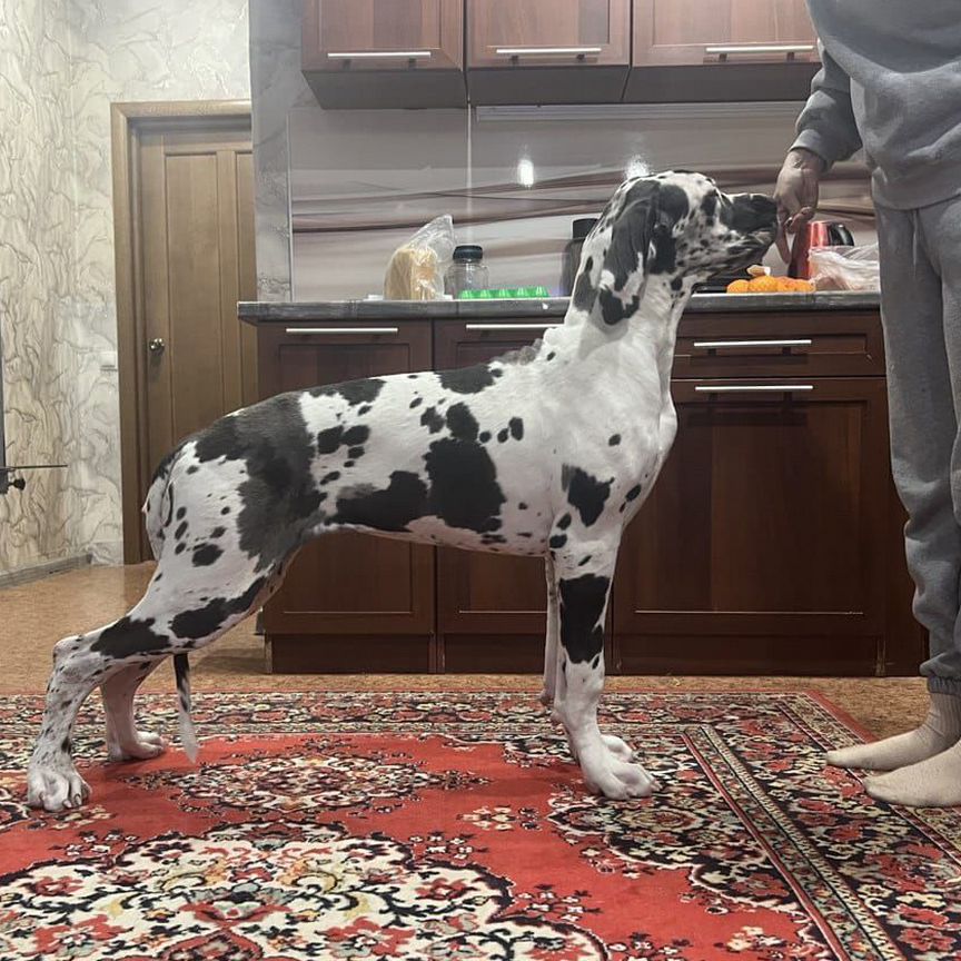 Щенки немецкого дога