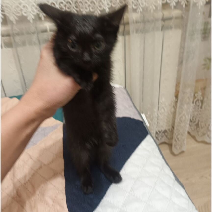 Отдам кошечку 2 мес
