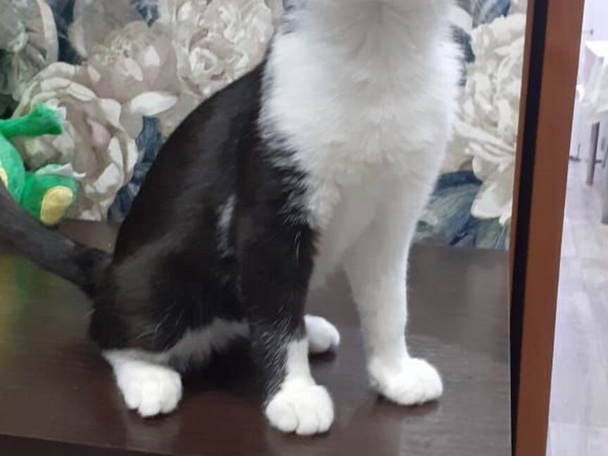 Котёнок Стасик