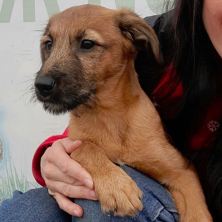 Щенок в добрые руки