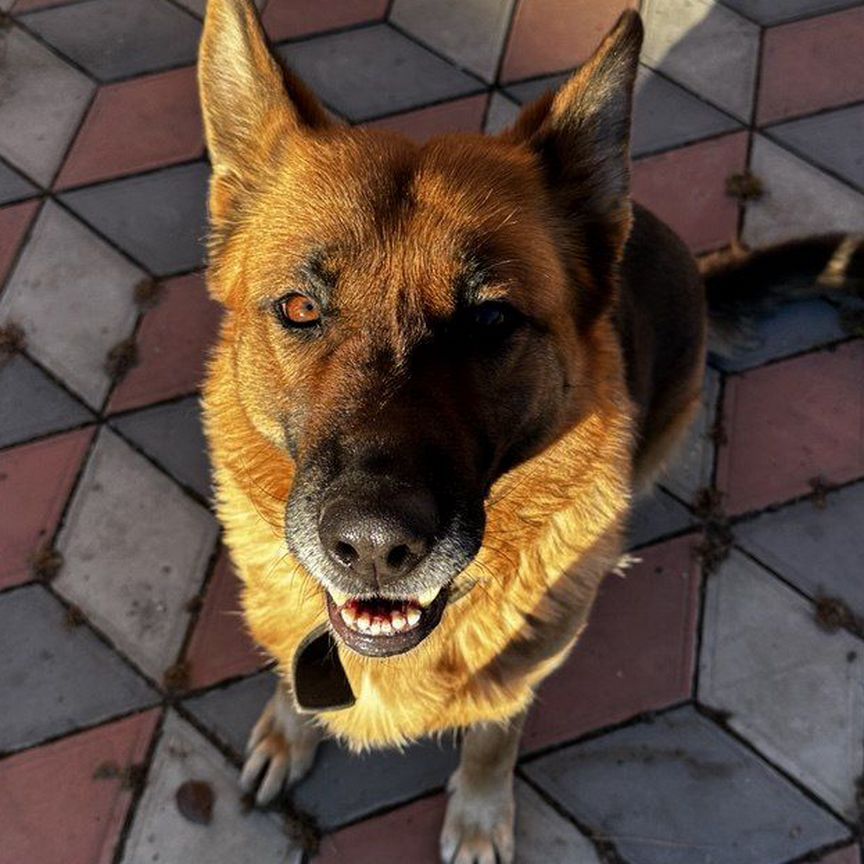 Немецкая овчарка, взрослая собака