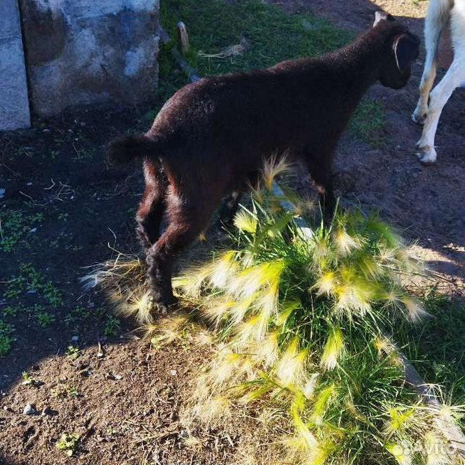 Козлёнок,2месяца