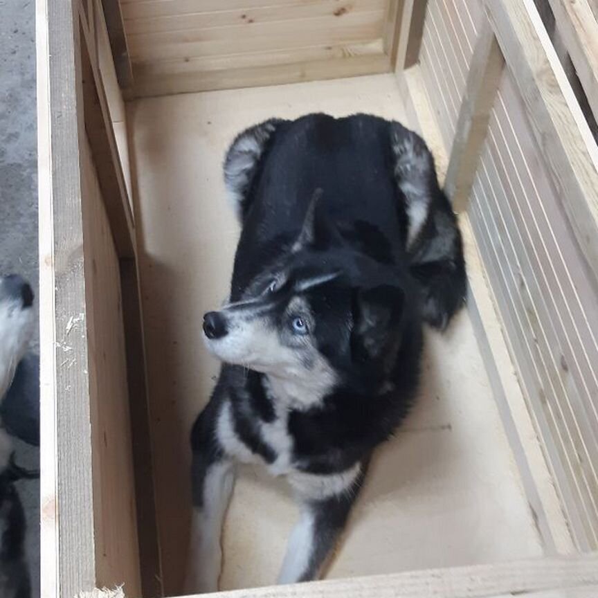 Будка для собаки