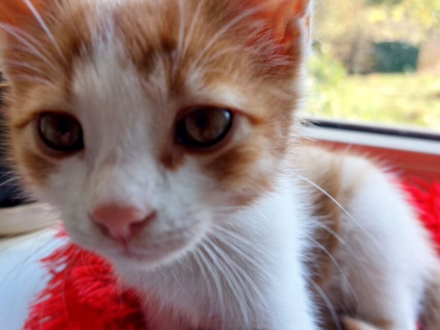 Рыжий котенок