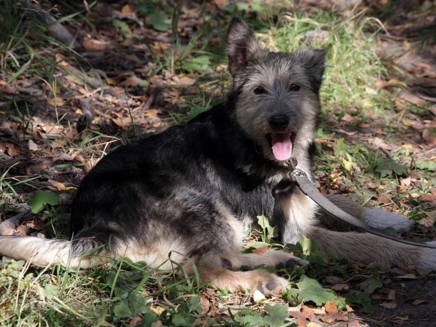 Юппи очень смышлёная и нежная собака