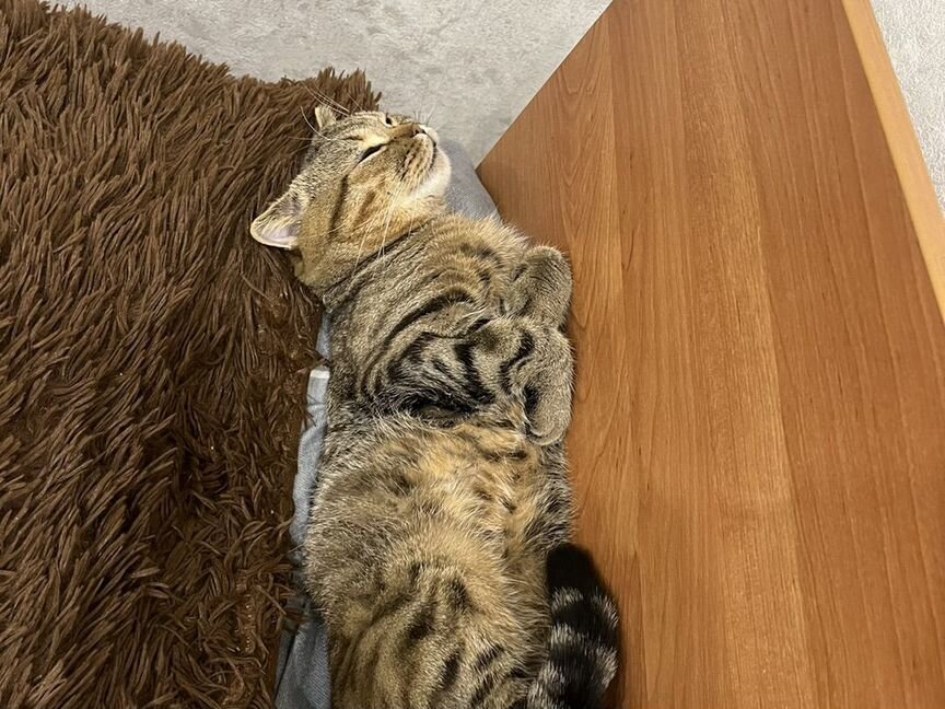 Шотландский кот вязка