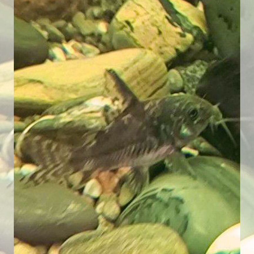 Крапчатый сомик