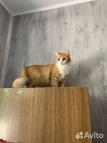 Афигенный Рыжий кот