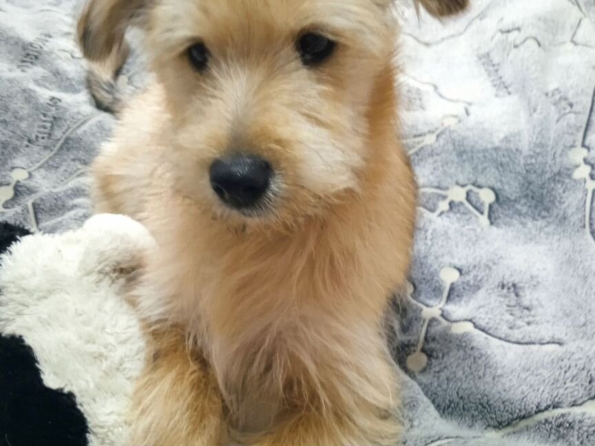 Собака в добрые руки отдам бесплатно