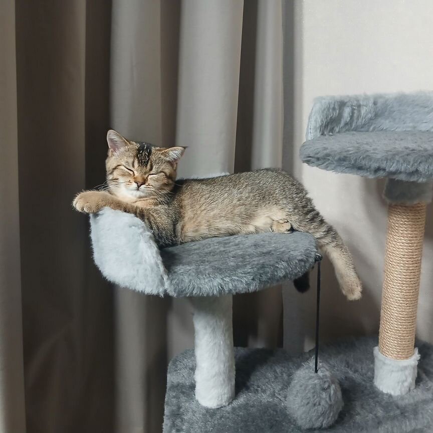 Котик золотая шиншилла