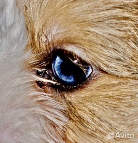 Цветной йорк с голубыми глазами