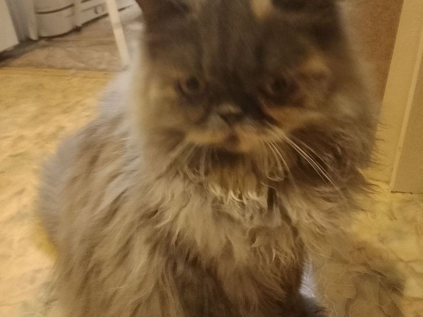 Персидские котята