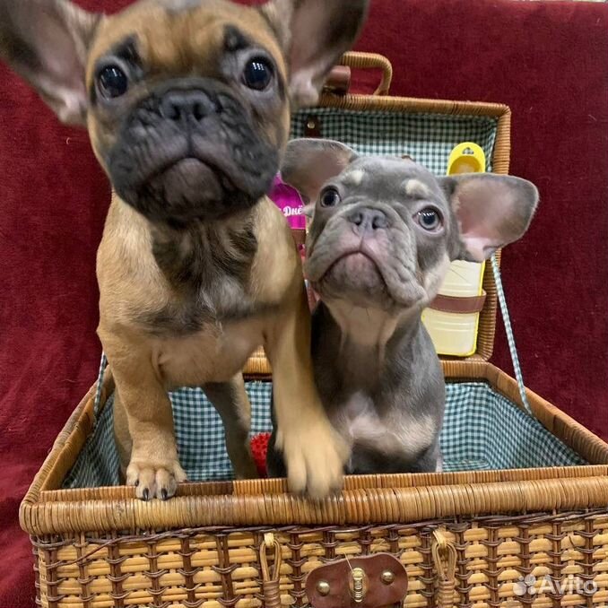 Очаровательные французы