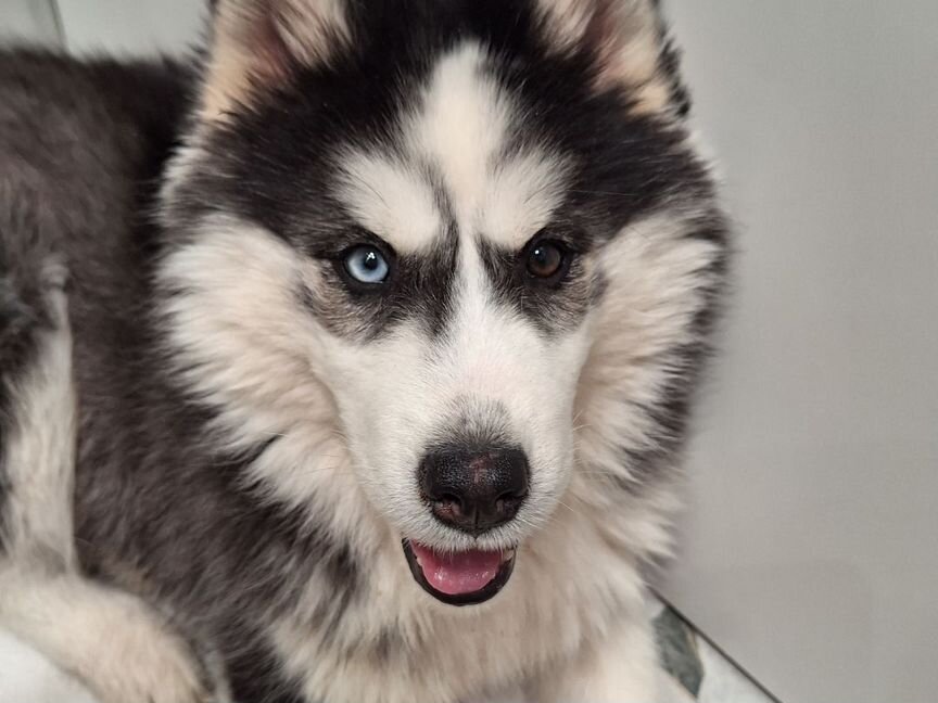 Сибирский хаски