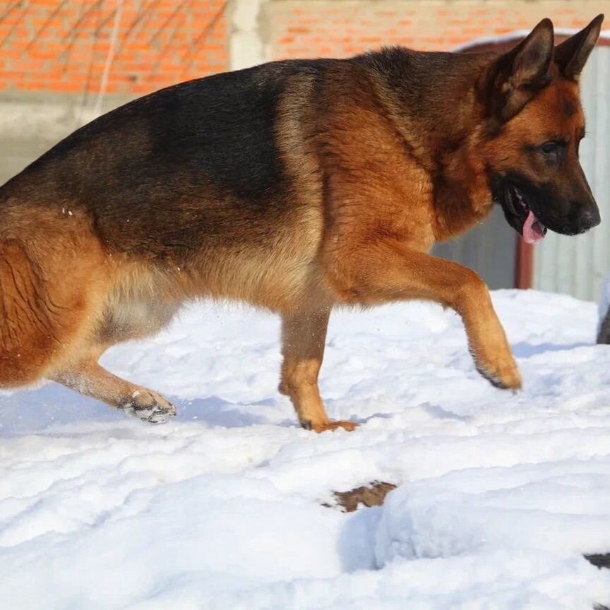 Взрослая немецкая овчарка (девочка)