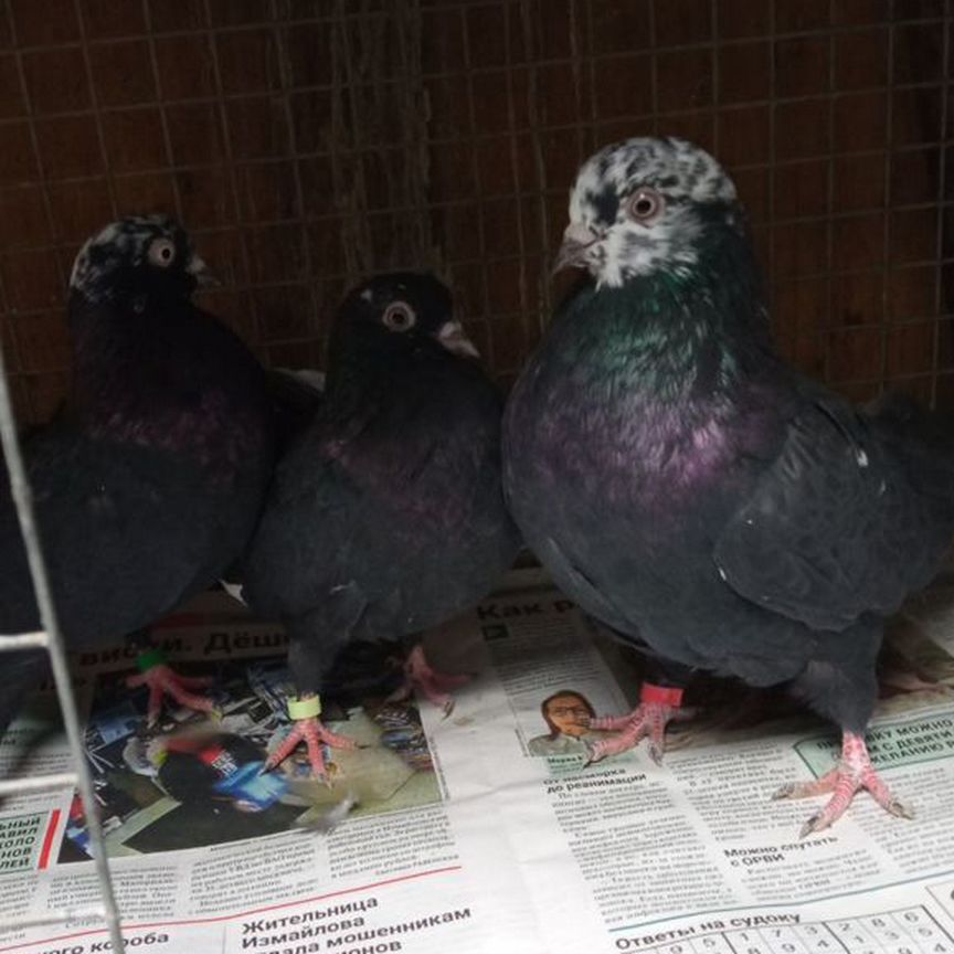 Голуби свердловские