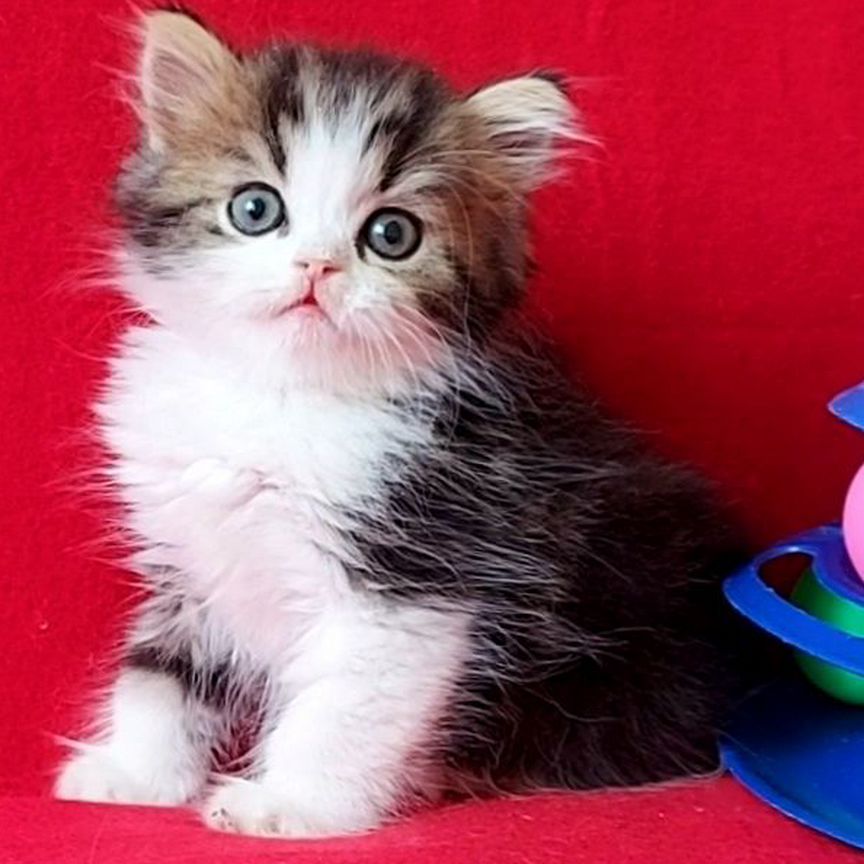 Шотландский мальчик