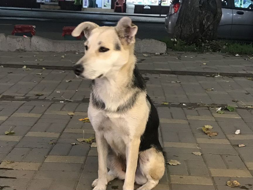 Отдадим в хорошие добрые руки