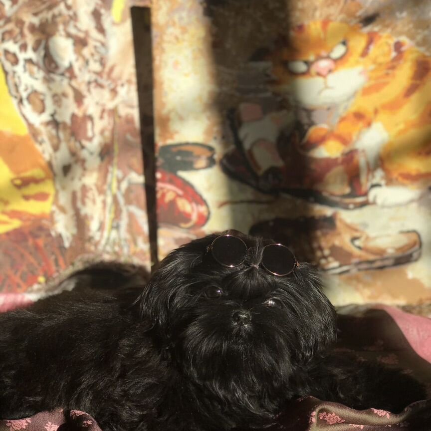 Ши-тцу щенок