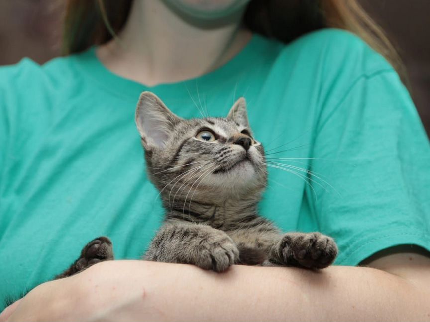 Котенок в добрые ручки