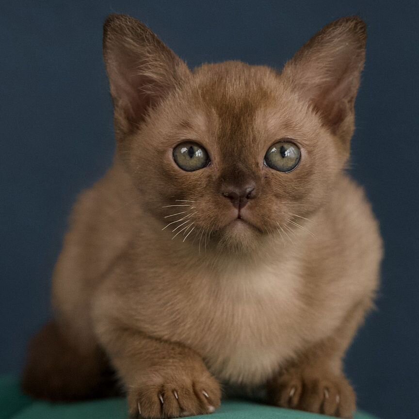 Кошечка шоколадка