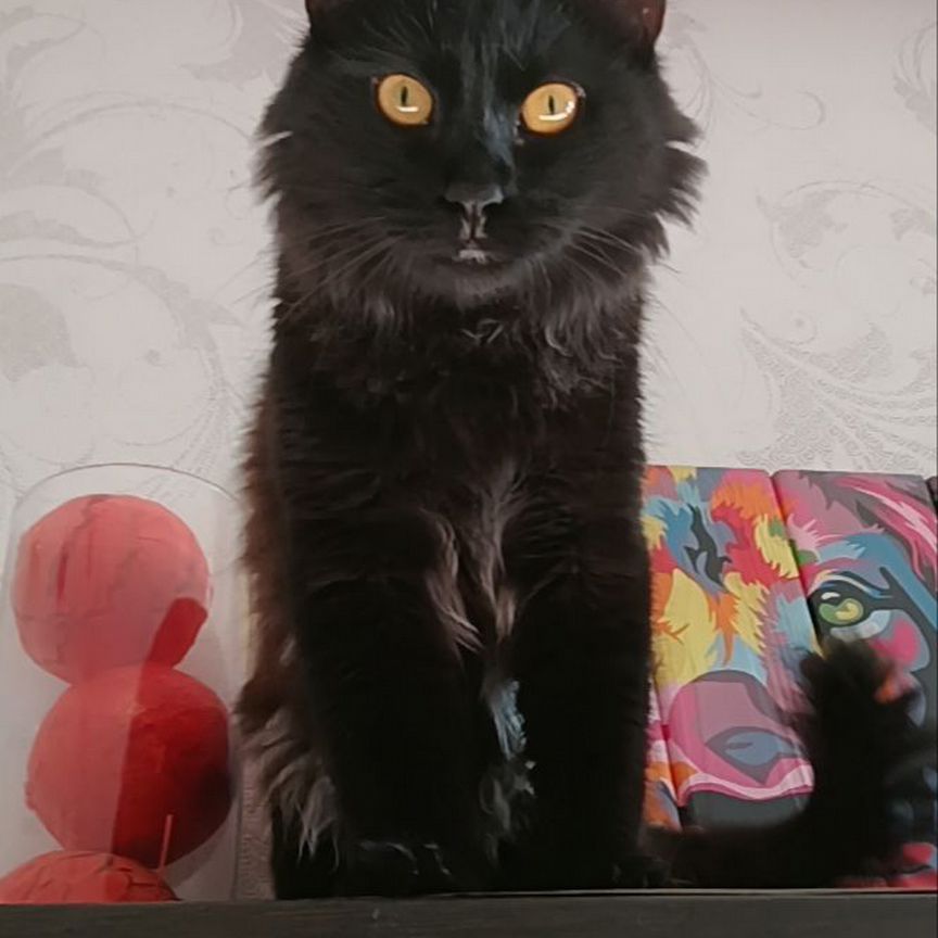 Черная кошка в добрые руки