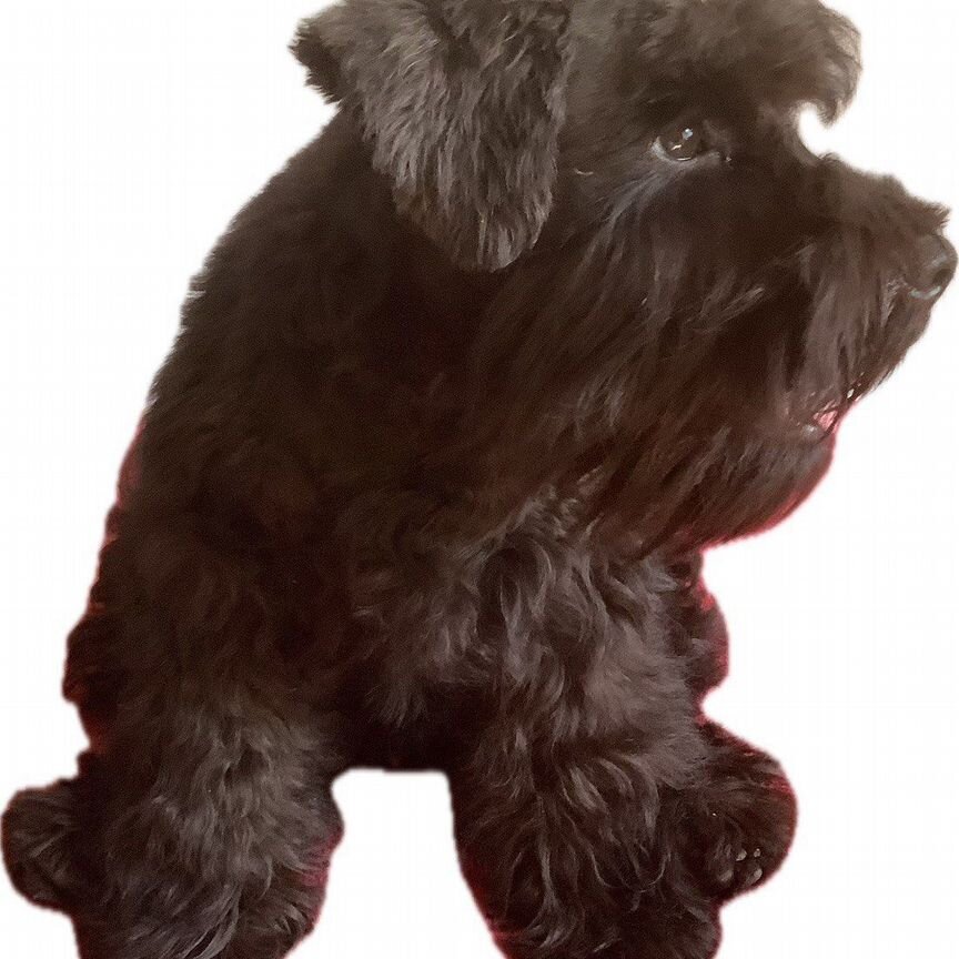 Цвергшнауцер