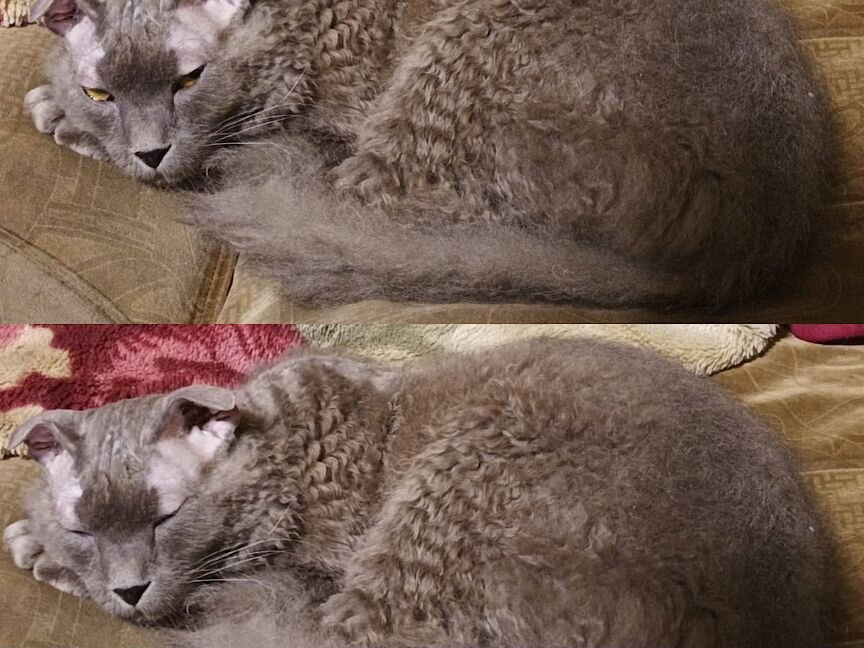 Котик