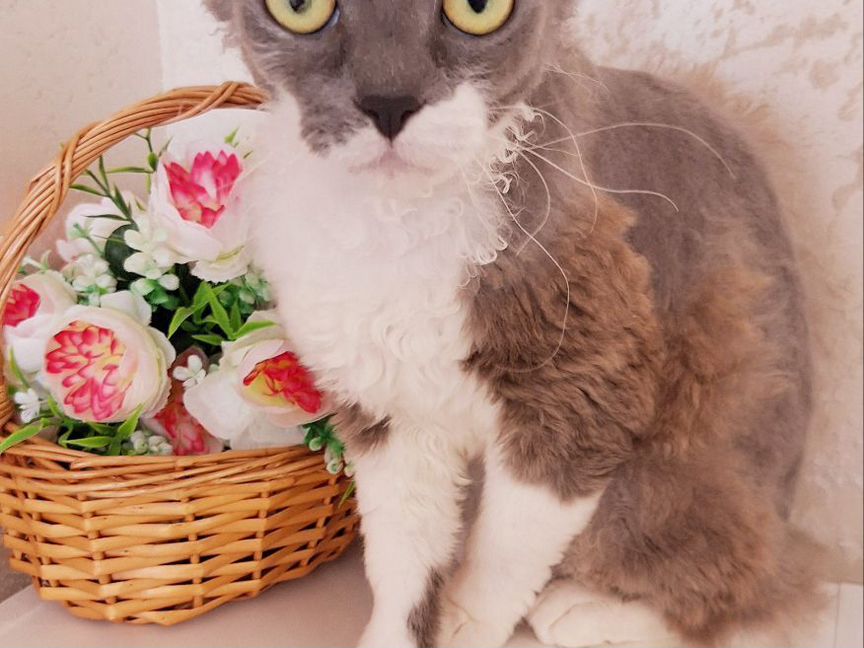 Кошечка Кирочка