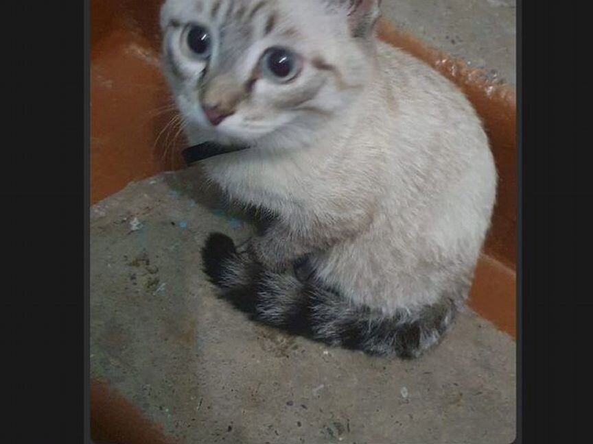 Верните кота