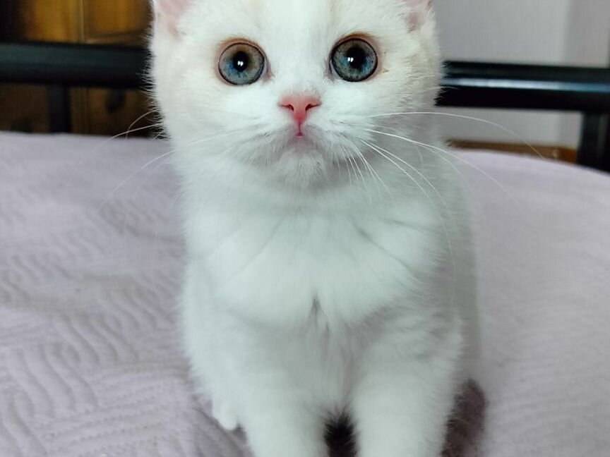 Шотландский страйт котёнок