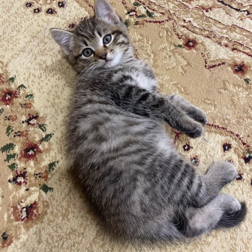 Котенок в добрые руки