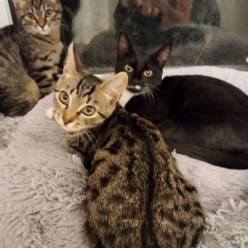 Котята в добрые руки