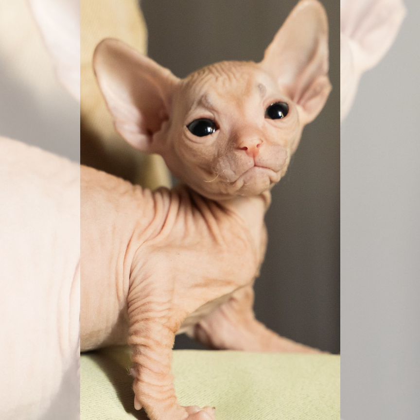 Донской сфинкс котёнок