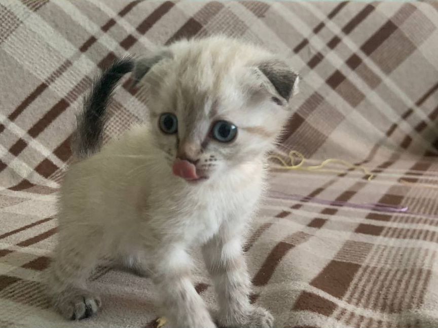 Шотландская