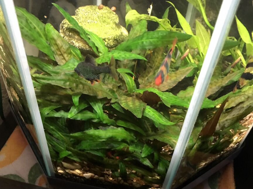 Криптокорина Вендта растения в аквариум