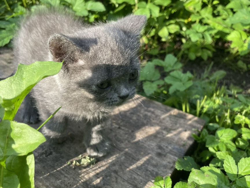 Британский котенок
