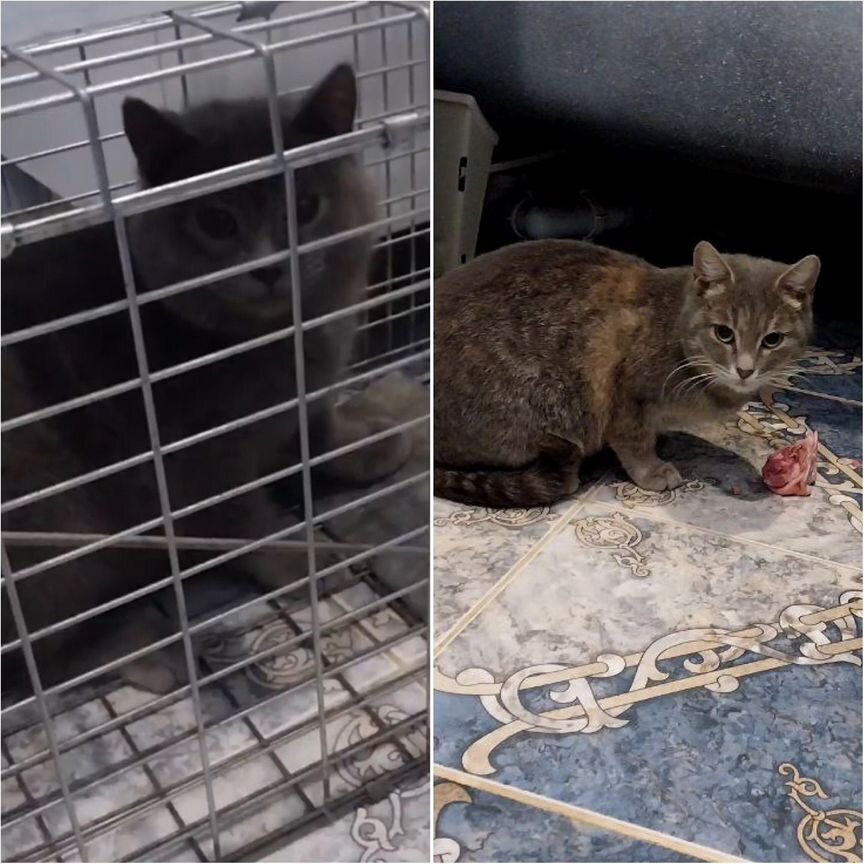 Их снова ждёт подвал, последний шанс на счастье