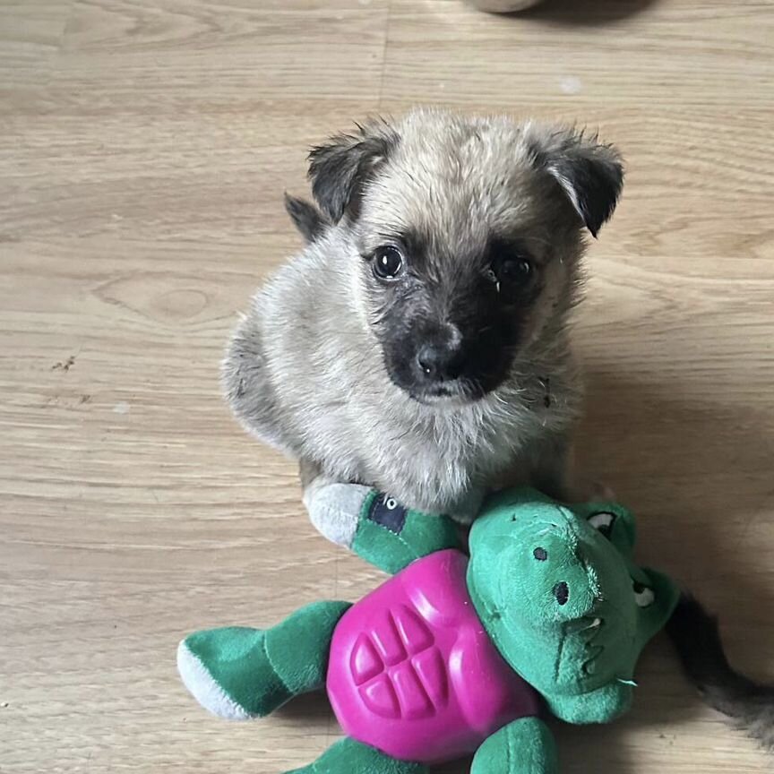 Единственные выжившие щенки