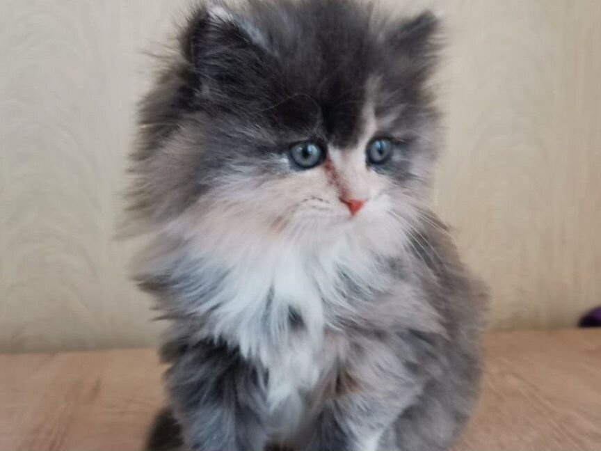Котенок -метис британка+ сибирский кот