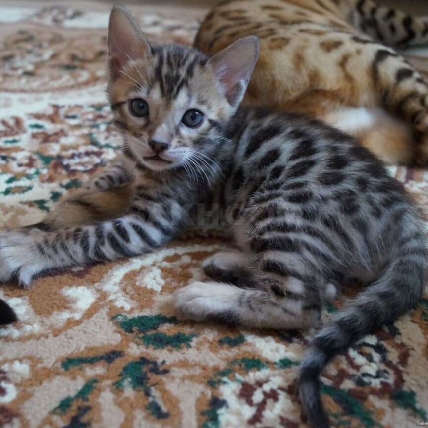 Славные котята от бенгальских родителей
