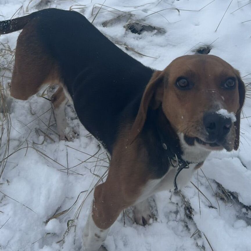 Эстонская гончая