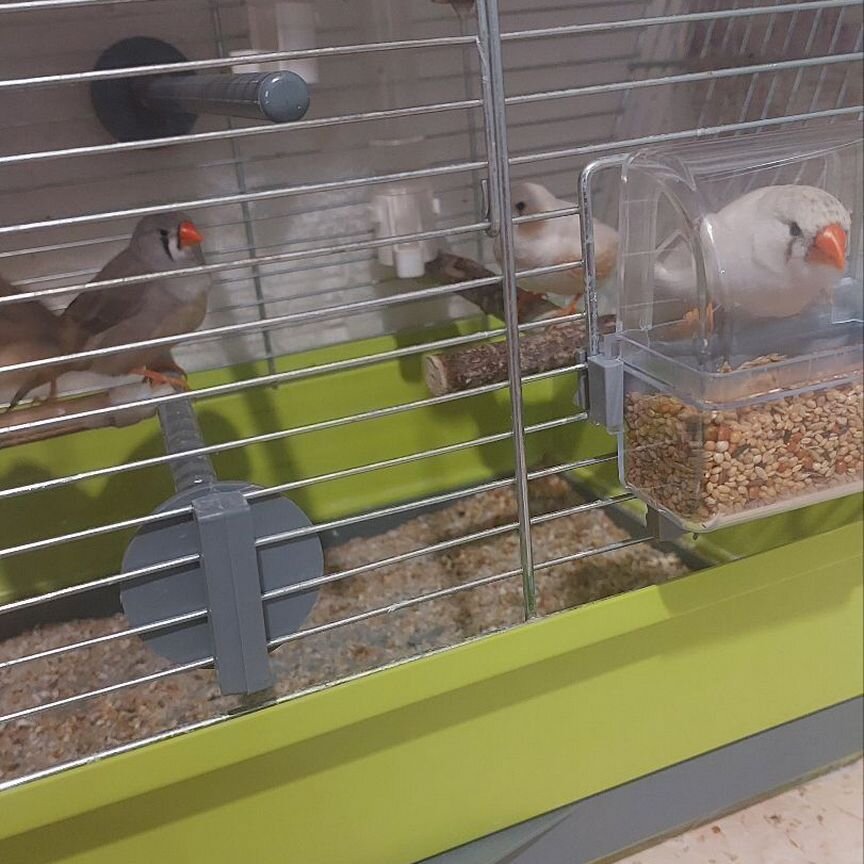 Зебровые амадины