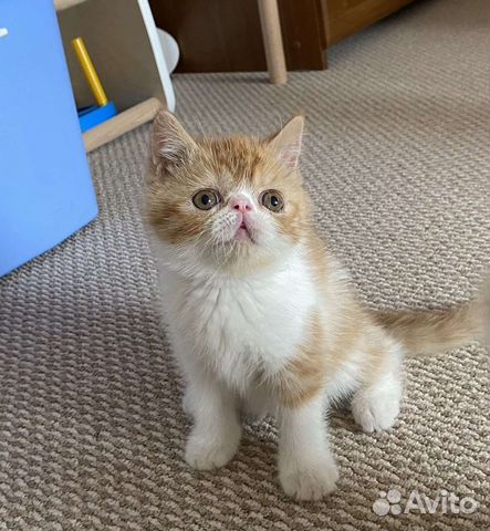 Экзотические котята